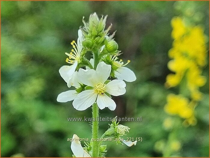 Gewone agrimonie - Agrimonia eupatoria 'Alba' - Agrimonie - kopen ...